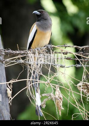 Rufous Treepie (Dendrocitta vagabunda) feeding from the hands of a ...