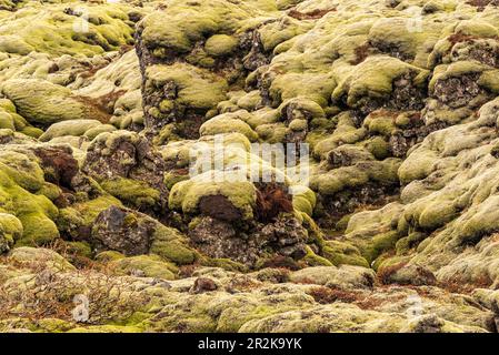 Moss texture. the Moss background. close up Stock Photo - Alamy