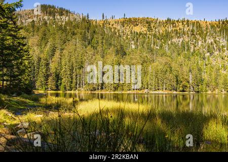 Rachelsee, blurred foreground, with a view of the Rachel, Bavarian ...