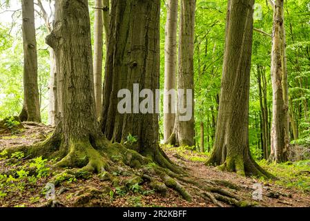Forest with huge old beech trees Steigerwald Nature Park, Germany Stock ...