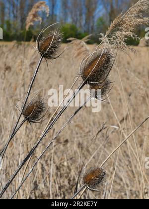 Heads of teasel showing structure and spikiness Stock Photo - Alamy
