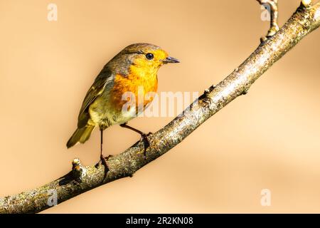 A close up of a single robin sat on a tree branch Stock Photo - Alamy