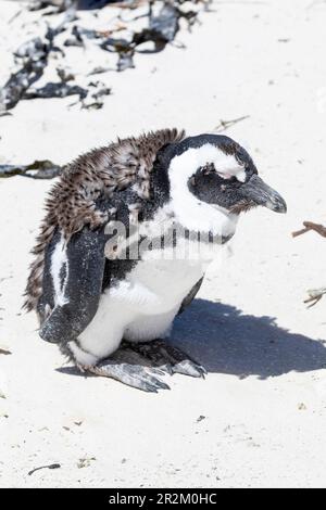 An African Penguin aka Black-footed Penguin dives in his enclosure at ...
