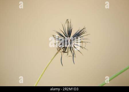 Pollen hay in nature That wilted in the summer Stock Photo - Alamy