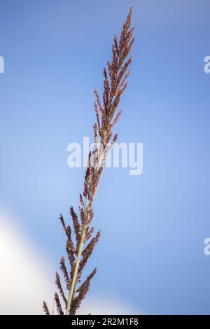 Pollen hay in nature That wilted in the summer Stock Photo - Alamy
