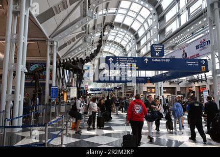 Travelers walk past the 45-foot tall brachiosaurus skeleton in ...