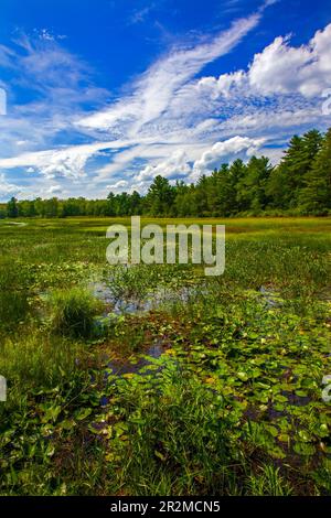 Billings Pond is a human made wetland in Pennsylvania's Pocono ...