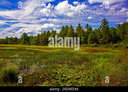 Billings Pond is a human made wetland in Pennsylvania's Pocono ...