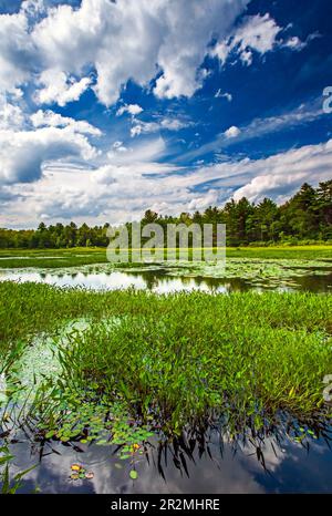 Billings Pond is a human made wetland in Pennsylvania's Pocono ...