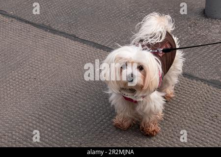 maltese, dog, urban pets on the street in the city of vienna Stock ...