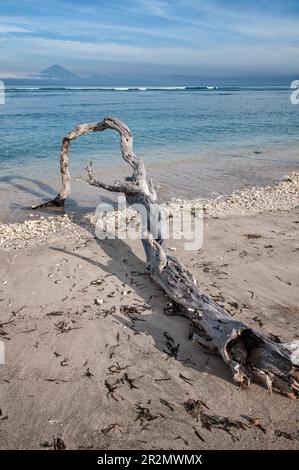 Twisted wood at beach Stock Photo - Alamy