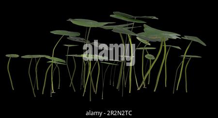 3d illustration of hydrocotyle vulgaris bush isolated on black ...