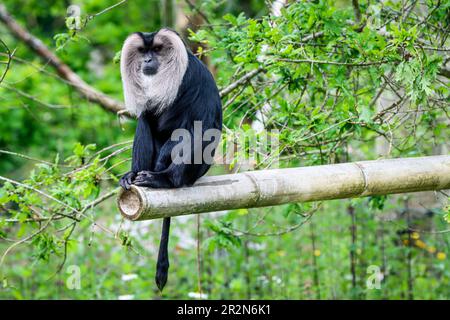 The lion-tailed macaque, also known as the wanderoo, is an Old World ...
