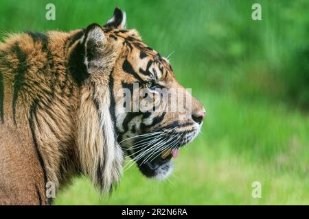 A Sumatran Tiger, which originally inhabits the Indonesian island of ...