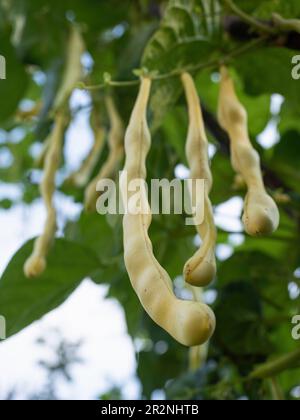 Ripe pods of kidney bean growing on farm. Bush with bunch of pods of ...