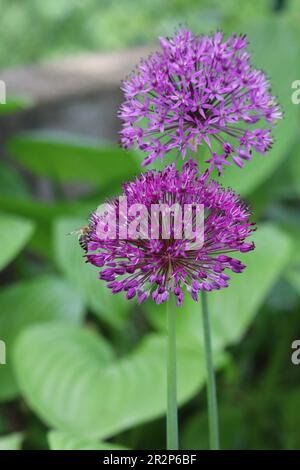 a bee sits on an onion flower, in summer Stock Photo - Alamy