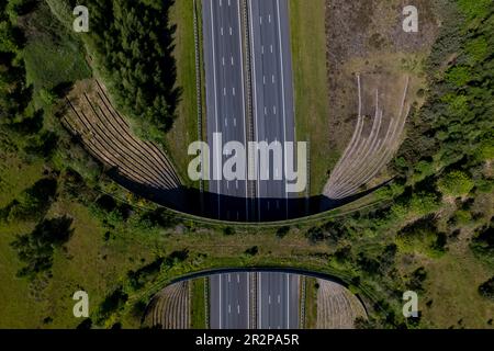 Road traversed by wildlife crossing forming a safe natural corridor ...