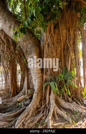 A large ceiba tree, the Tree of Life in Mayan mythology, on the ...