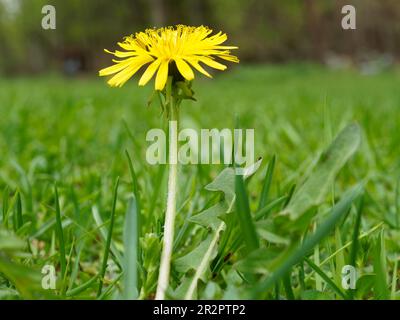 Dandelion growing on a lawn. Quebec,Canada Stock Photo - Alamy