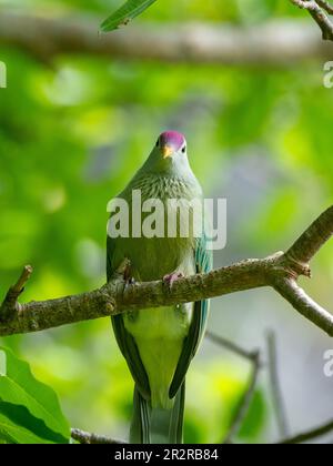 Makatea Fruit-Dove, Ptilinopus chalcurus, nesting on Makatea island ...