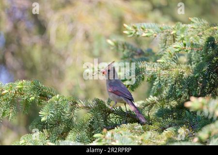 The female northern cardinal brings material for nest building Stock ...