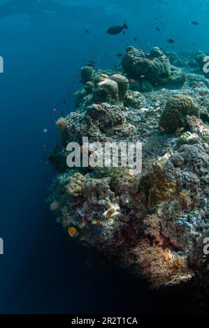 Edge of reef with dropoff to reef wall and corals and fish, Sipadan ...