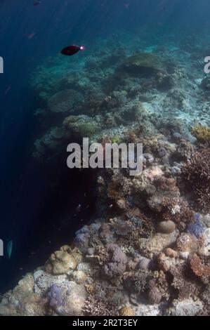 Edge of reef with dropoff to reef wall and corals and fish, Sipadan ...