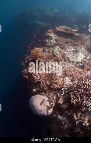 Edge of reef with dropoff to reef wall and corals and fish, Sipadan ...