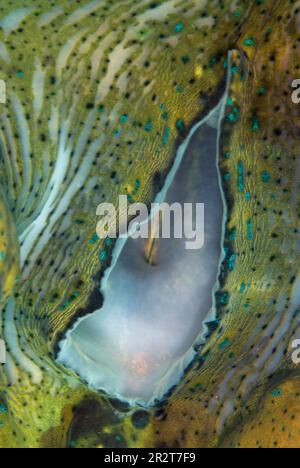 Giant clam siphon. Close-up of the siphon tube (black) of a giant clam ...