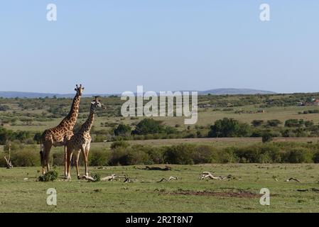 Masai Mara, Kenya. 06th Mar, 2023. A bull elephant in the Masai Mara ...