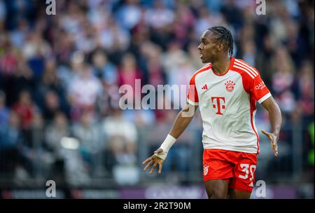 Mathys Tel of FC Bayern Muenchen FC Bayern MŸnchen - VfL Wolfsburg ...