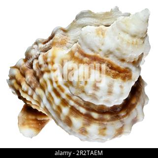 Common Distorsio shell (Distorsio anus) c7cm. Region: Indo-Pacific ...
