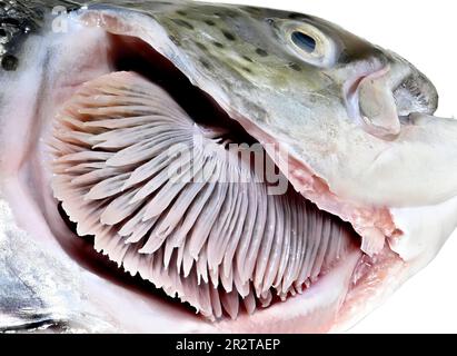 Salmon (Salmo salar) closeup of head showing the gills after the gill ...