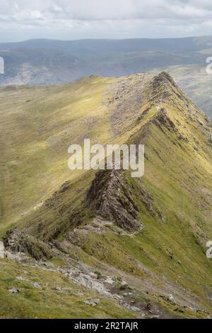 walkers on Striding Edge path with Helvellyn summit behind Stock Photo ...