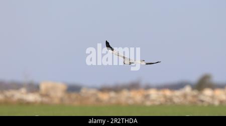 Male Montagus harrier flying over green field Stock Photo - Alamy