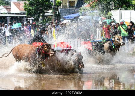 Probolinggo, Indonesia. 21st May, 2023. People attend Karapan Sapi ...