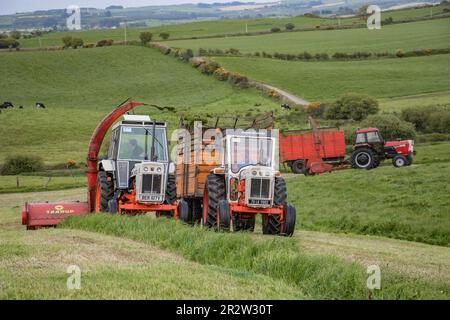 Double chop silage harvesting with David Brown tractors and Taarup ...