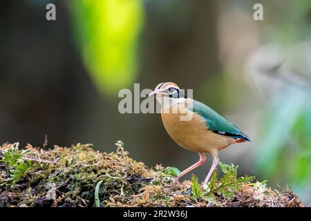 An Indian pita bird resting on a platform in a brightly lighted space ...