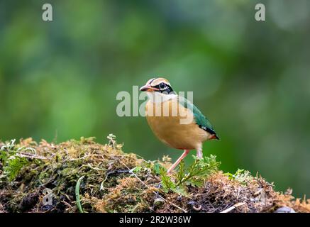 An Indian pita bird resting on a platform in a brightly lighted space ...