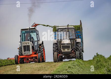 Double chop silage harvesting with David Brown tractors and Taarup ...