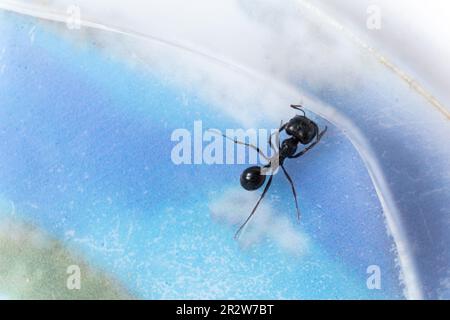 Guard ant reaper in acrylic ant farm close up, top view Stock Photo - Alamy