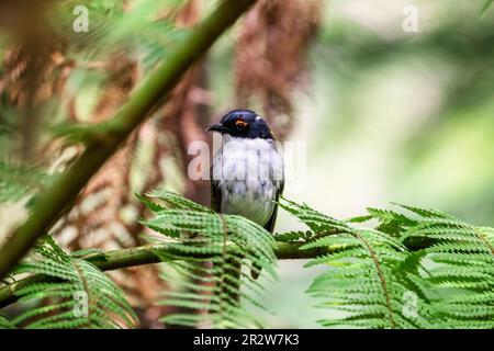 the honeyeater is perched on a fern Stock Photo - Alamy