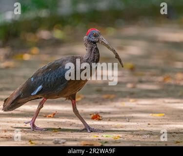 A Red Naped Ibis walking in the tall grasses of the Chitwan National ...