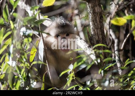 The Yunnan snub-nosed monkey (Rhinopithecus bieti) is also known as the ...