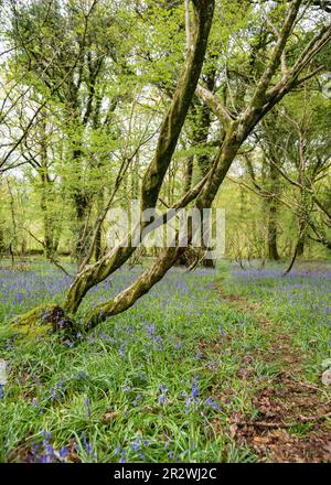 Bluebell woodlands in Devon, UK Stock Photo - Alamy