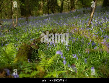 Bluebell woodlands in Devon, UK Stock Photo - Alamy