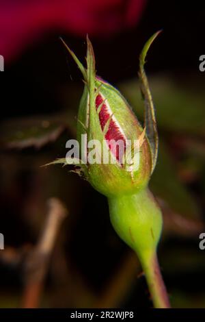 Rose bud opening springtime with black background Stock Photo - Alamy