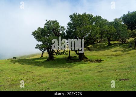 Portugal, Madeira, Fanal photo from the Offset Collection Stock Photo ...