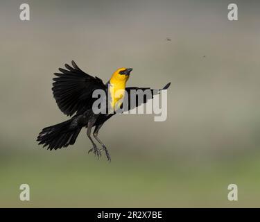 Yellow-headed Blackbird (Xanthocephalus xanthocephalus) catching ...