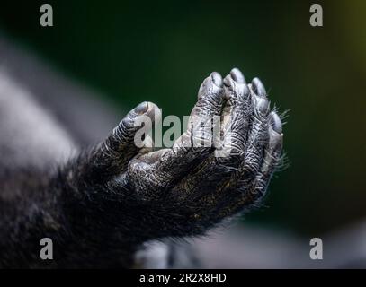 Fragment of Celebes crested macaque's (Macaca nigra) hand. Close-up ...